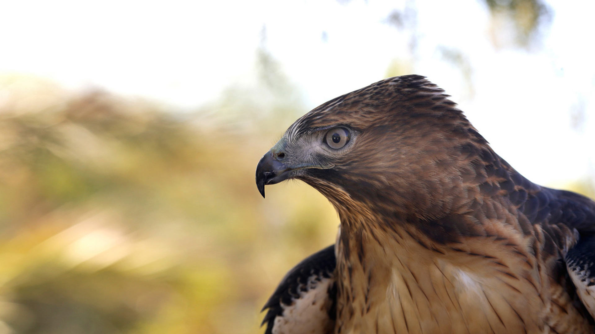 Wishes for Wildlife Auction - Liberty Wildlife