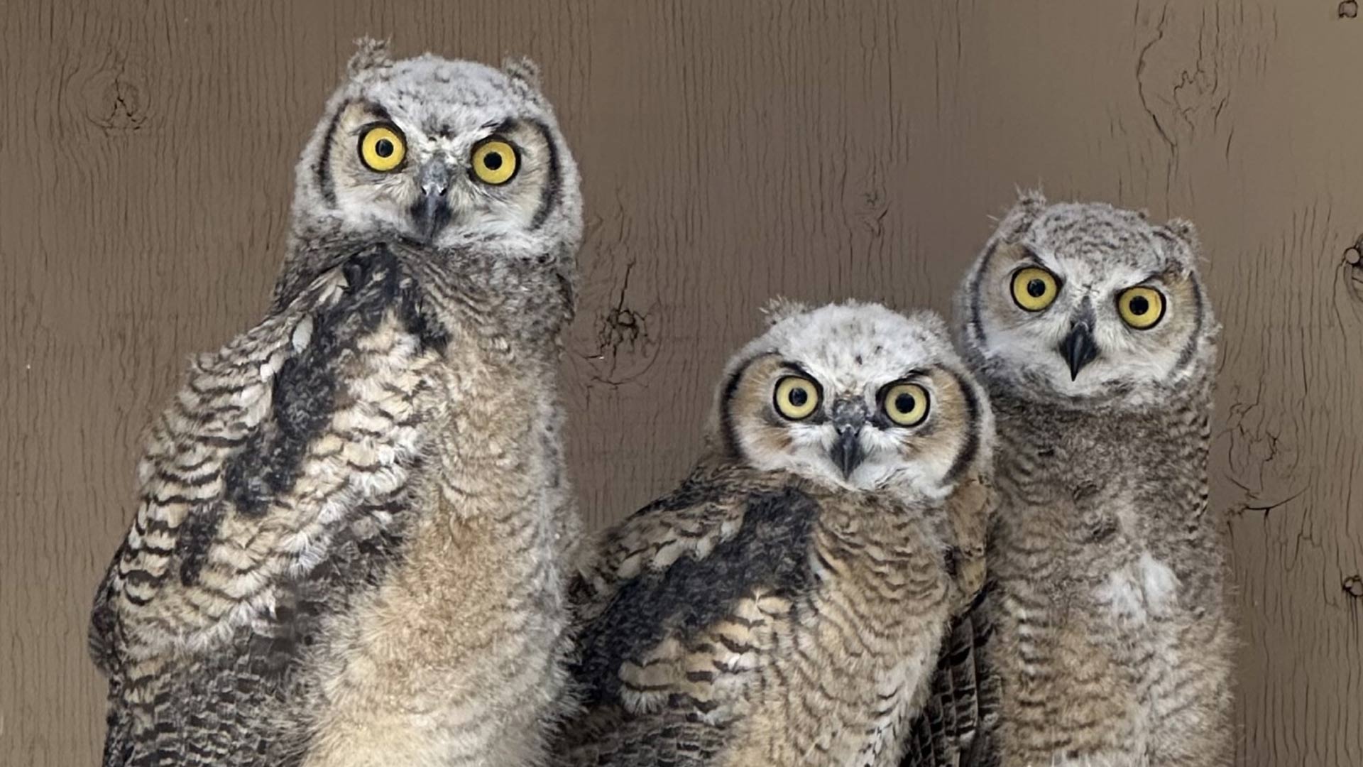 Conservation - Liberty Wildlife