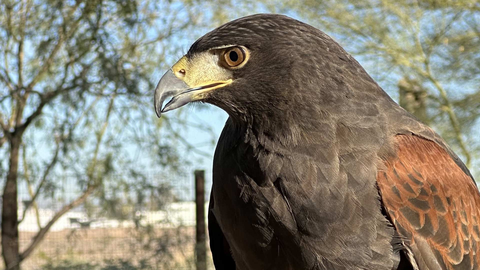 Animal Ambassadors - Liberty Wildlife